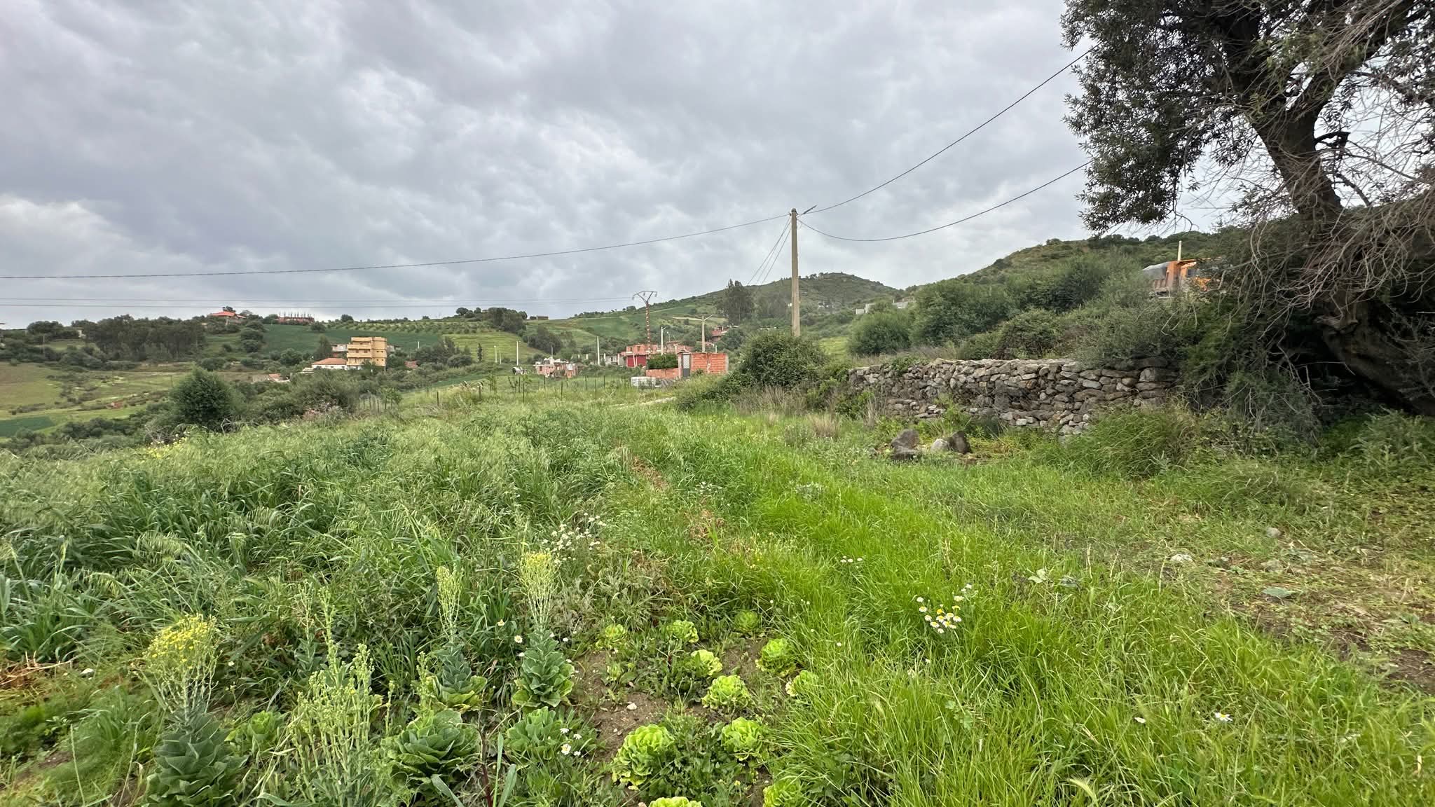 ElWakil - قطعة أرض _للبيع في الخروبة ولاية بومرداس